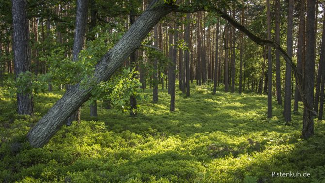 Auf dem Weg in den hohen Norden - Durch die Wälder in Polen - Pistenkuh